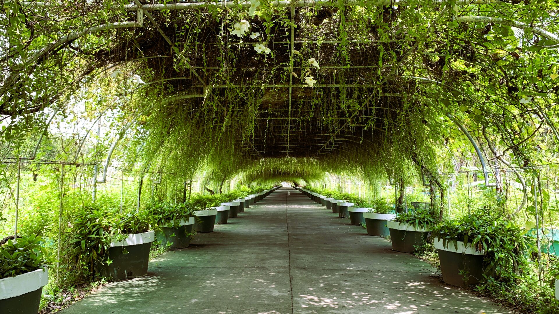 初めてのフィリピン・イロイロ観光 どこに行く？【イロイロ市街＆周辺編】 | ペペミーのトリップite